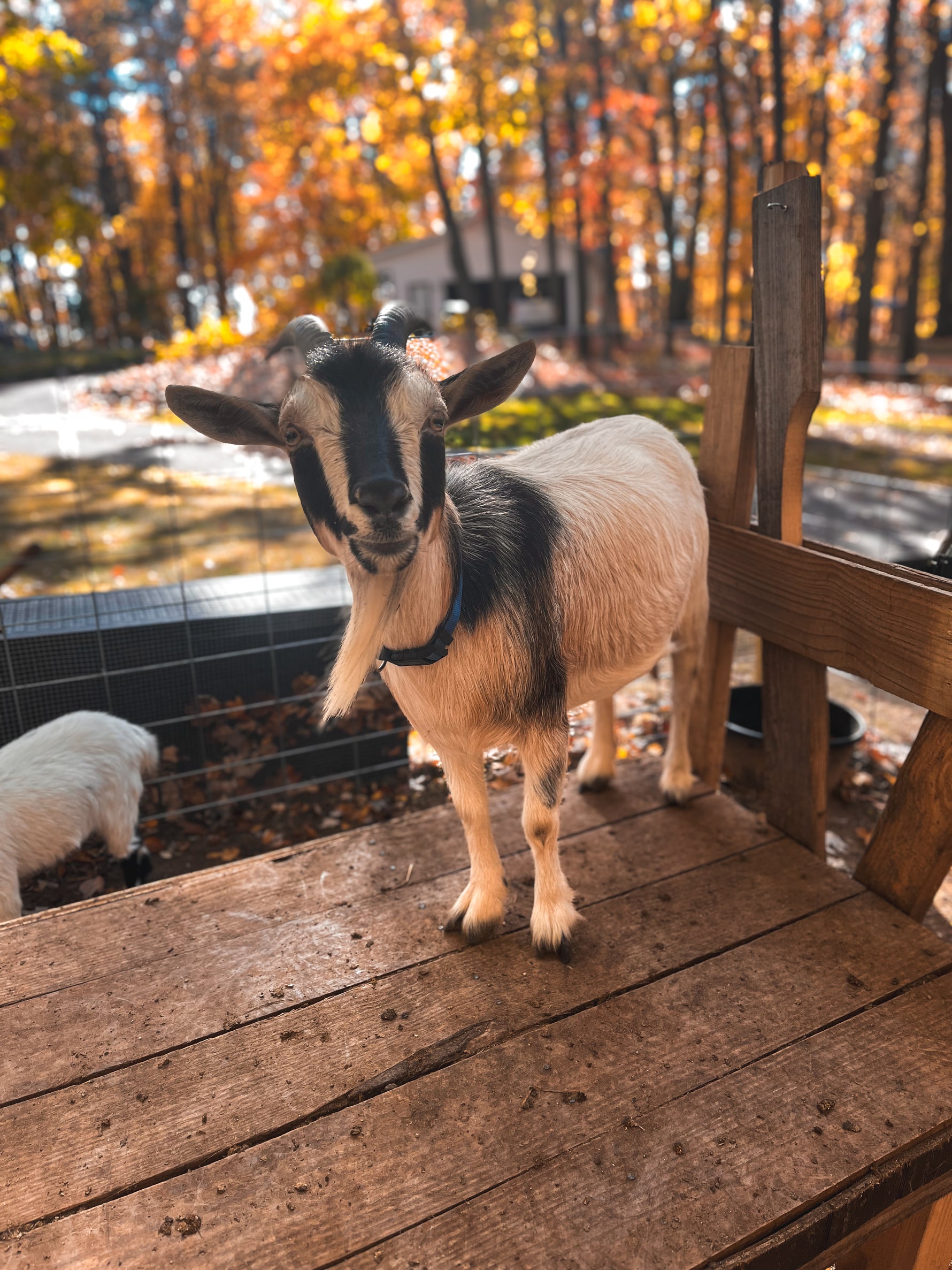 www.Delgerfamilyfarm.com – Delger Family Farm